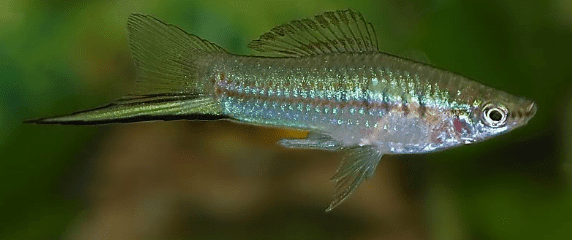 Ikan Pedang - 14 Jenis Ikan Pedang dan Harganya Beserta Cara ...