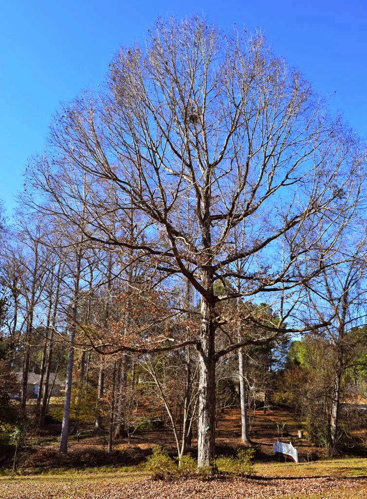 MARIETTE'S BACK TO BASICS: {5 Giant Oak Trees got a 'Hair Cut'}
