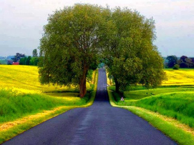 ARTESANÍA EN PAPEL ESTUCADO Y MADERA RECICLADA: ÁRBOLES TÚNEL