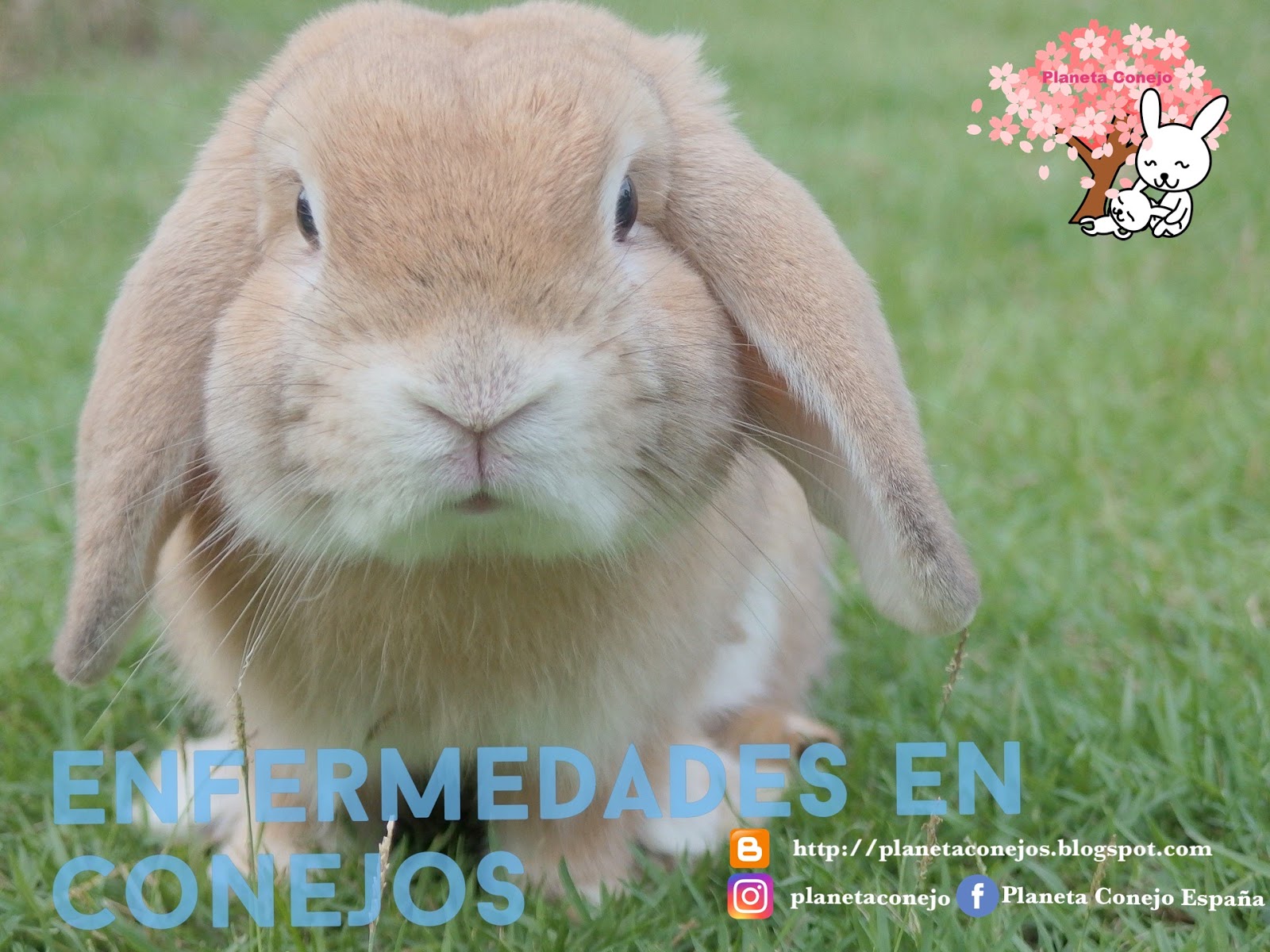 Principales Enfermedades en Conejos Vol. I ~ Planeta Conejos