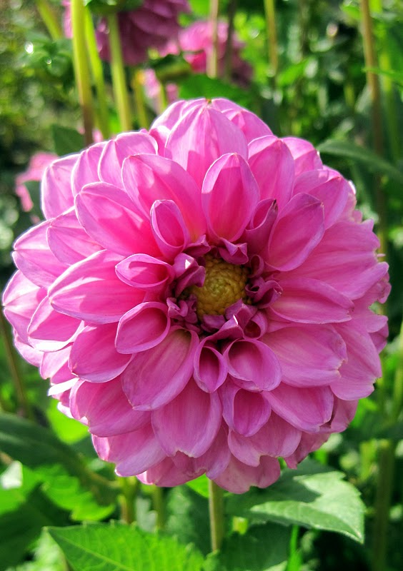 Landbohaven: Georgine.