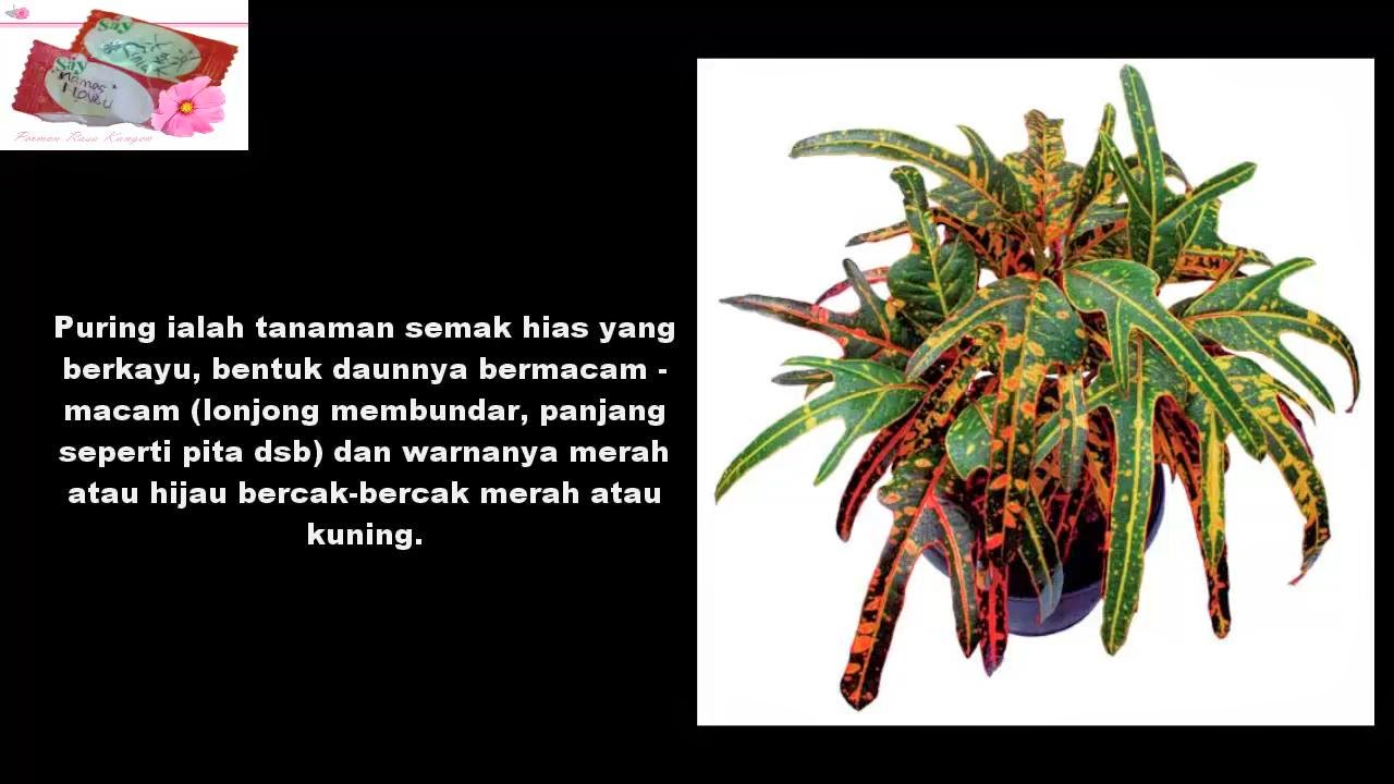 Budidaya Tanaman Hias Puring | Berkebun Itu Menyenangkan