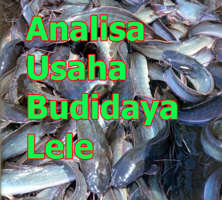 Analisa Usaha Budidaya Lele Metode Abah Nasrudin - Ini Leleku