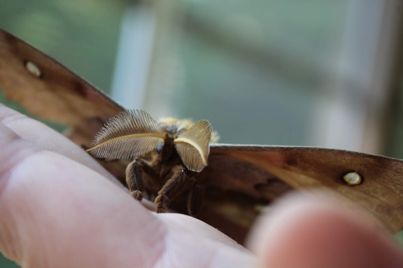 Dispatches from Can of Duck: Polyphemus Moth
