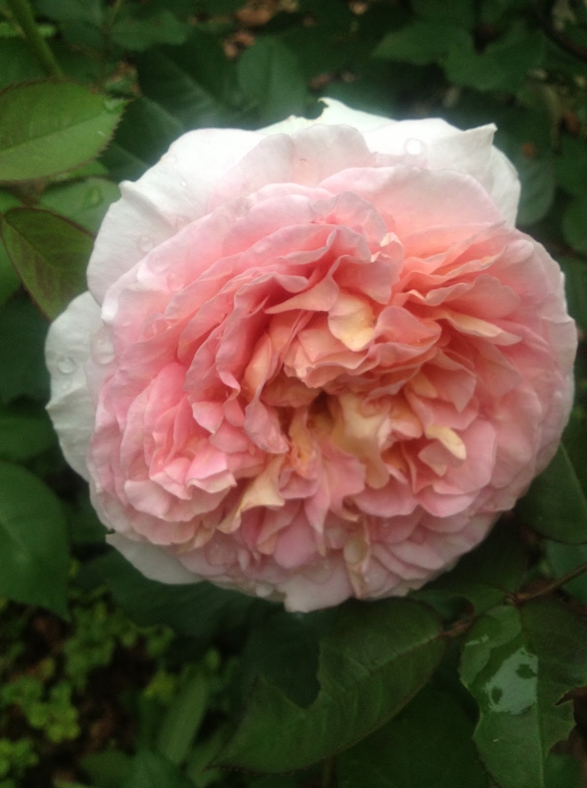 Cindy's fractured fairy tale: Time to Stop and Smell the Roses...