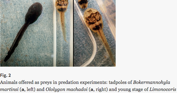 GW Human Evolutionary Genetics : Tadpole Coloration and Predation