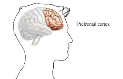 PENGENDALIAN DIRI DAN KORTEKS PREFRONTAL | Begawan Tung