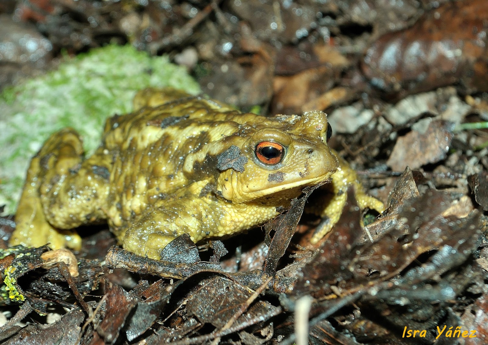 Naturaleza de Quintanilla del Agua (Burgos): 1/3/16 - 1/4/16