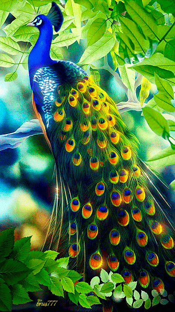 Peacock Image Unseen Pictures 4 You
