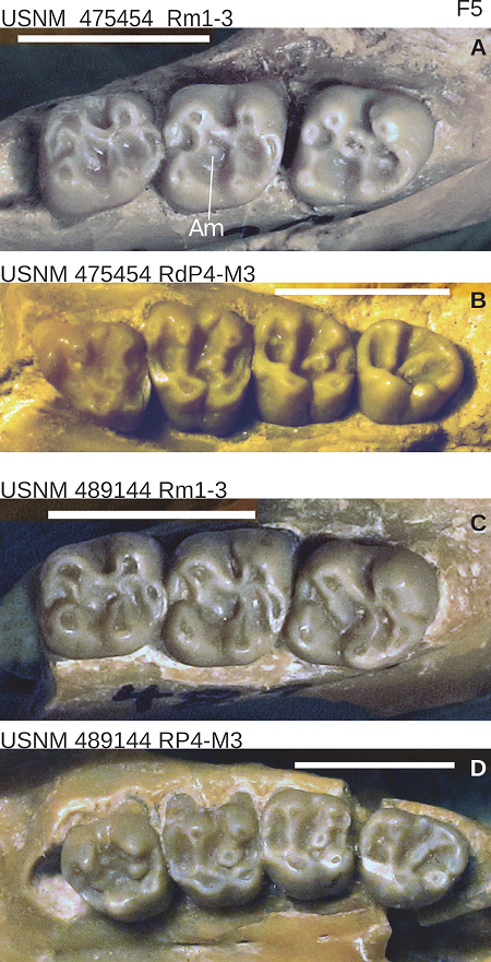 Sciency Thoughts: Ischyromys douglassi: Morphometric analysis of an ...