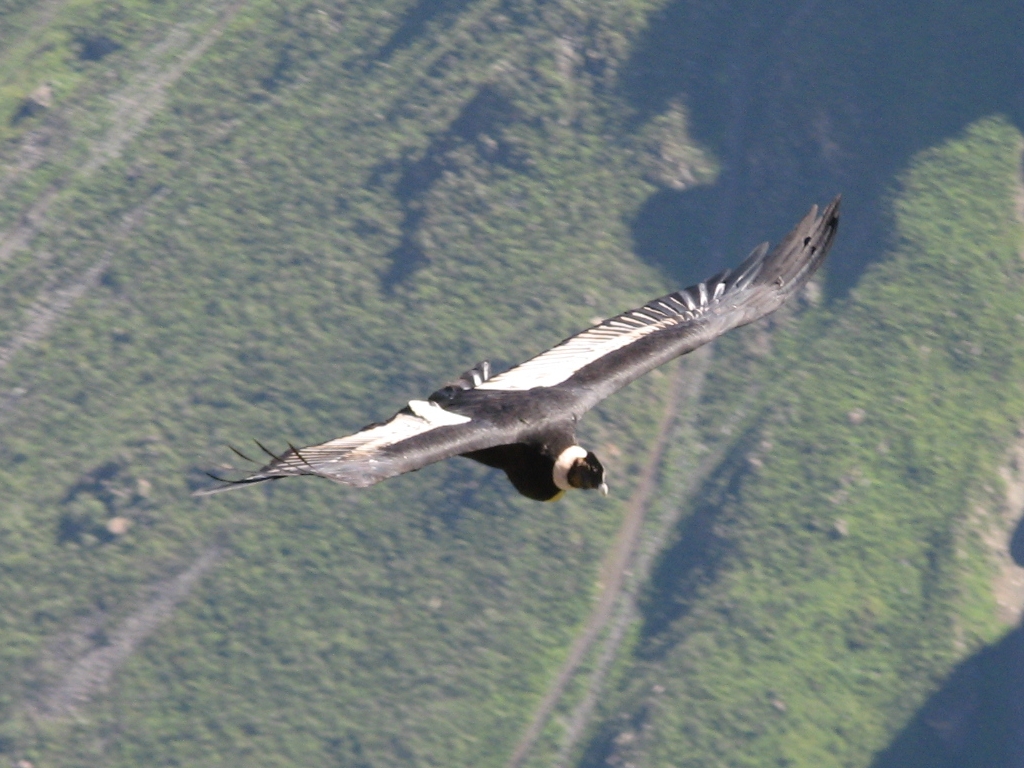 IMAGENES ETHEL: IMÁGENES DE CABRA MONTES , CÓNDOR ANDINO Y NEVADOS DEL ...