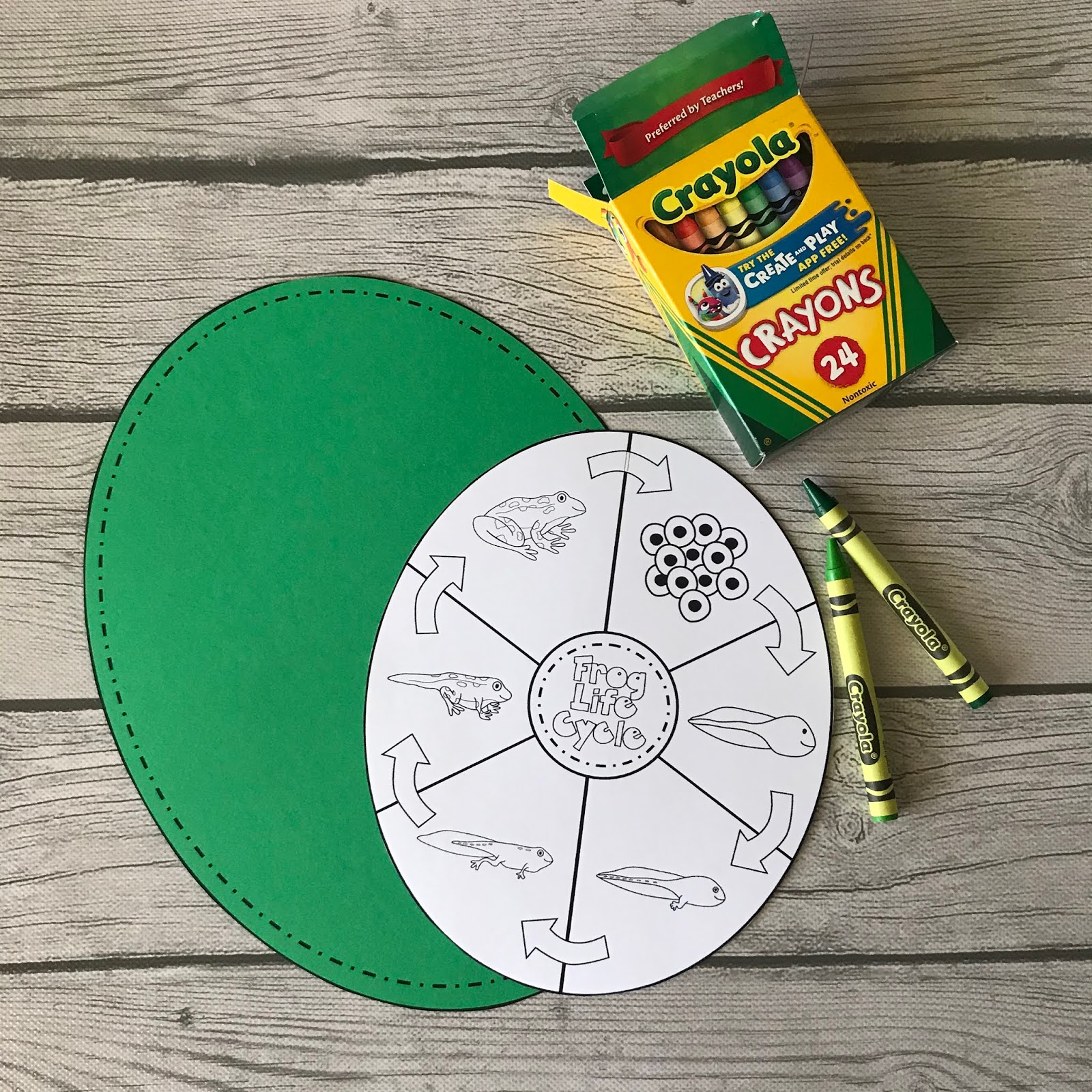 Life Cycle Of A Frog Craft Mrs McGinnis Little Zizzers life-cycle-of-a-frog-craft-mrs-mcginnis-little-zizzers