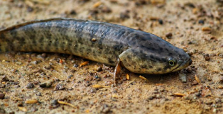 Klasifikasi Dan Morfologi Ikan Gabus | IKAN DAN LAUT