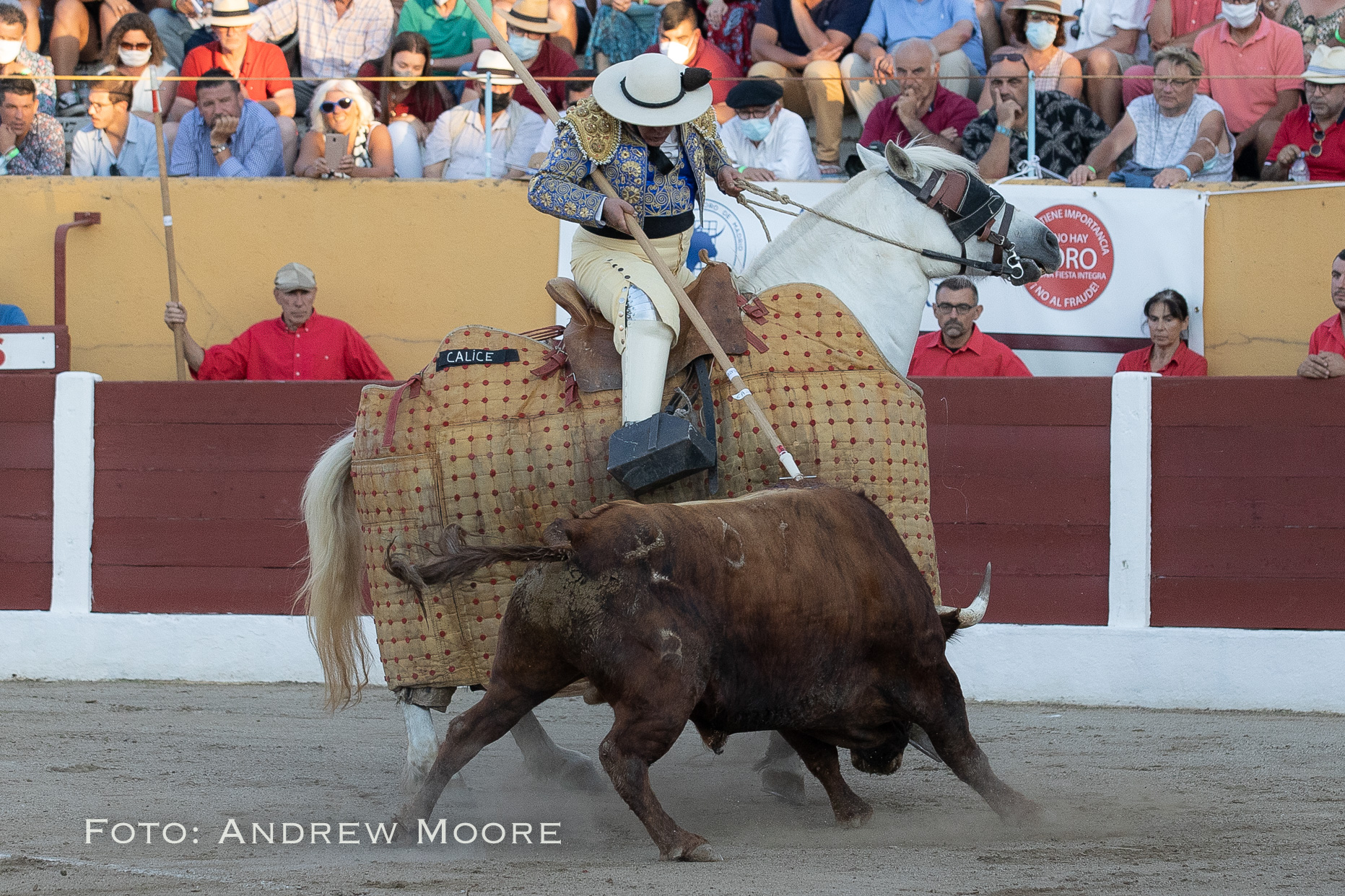 Toro, Torero y Afición: Ceret 2021 : Toros de Reta de Casta Navarra ...