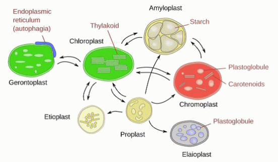 Plastida: Gambar, Struktur, dan Fungsinya Lengkap - BACA CODING