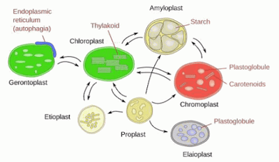 Plastida: Gambar, Struktur, dan Fungsinya Lengkap - BACA CODING