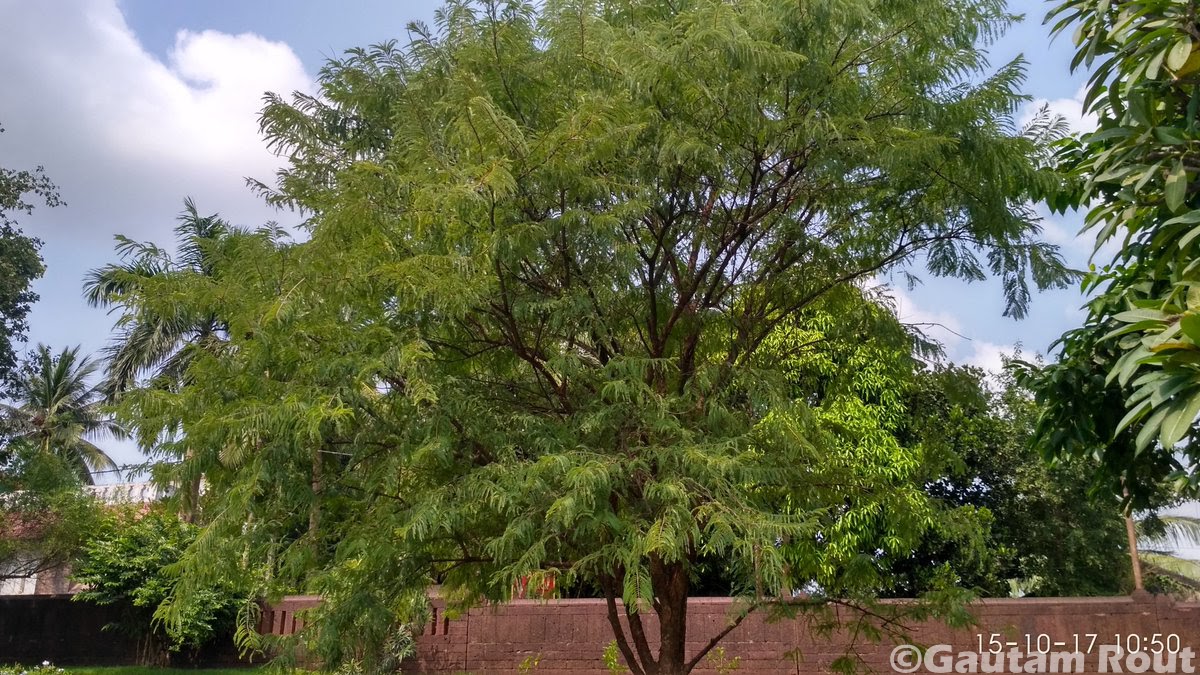 Ekamravan, Bhubaneswar