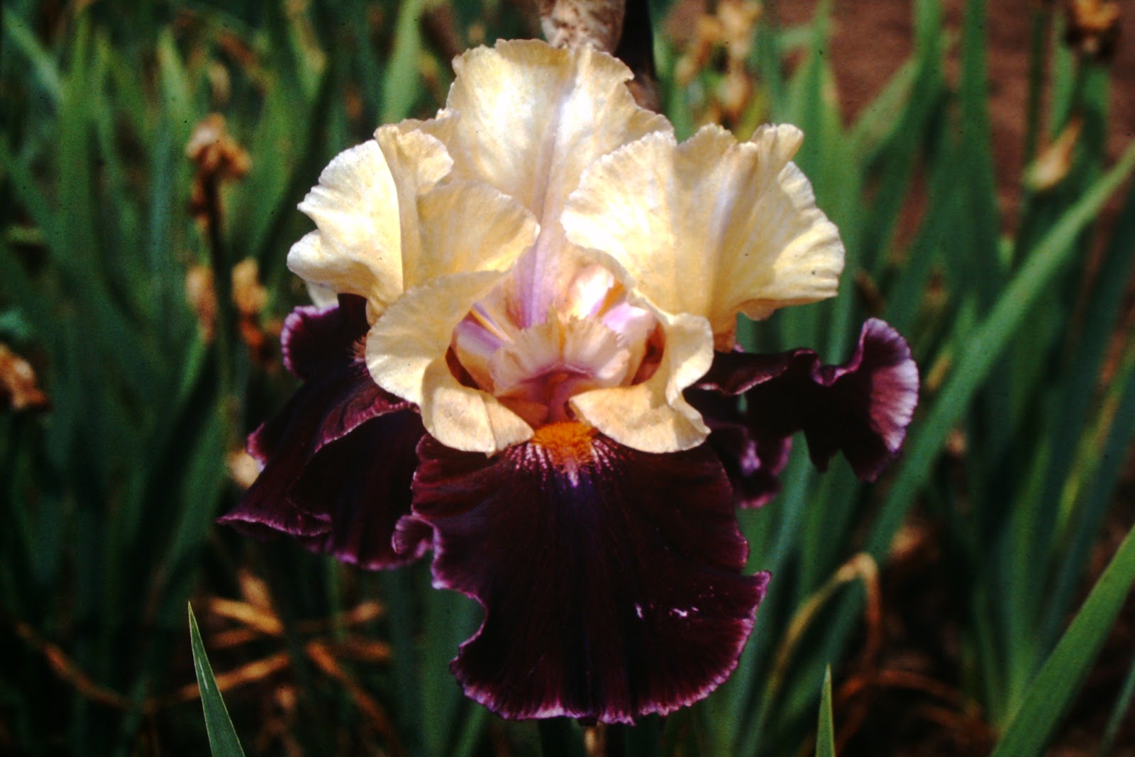 World of Irises: Joe Gatty's Iris of Lovely Form