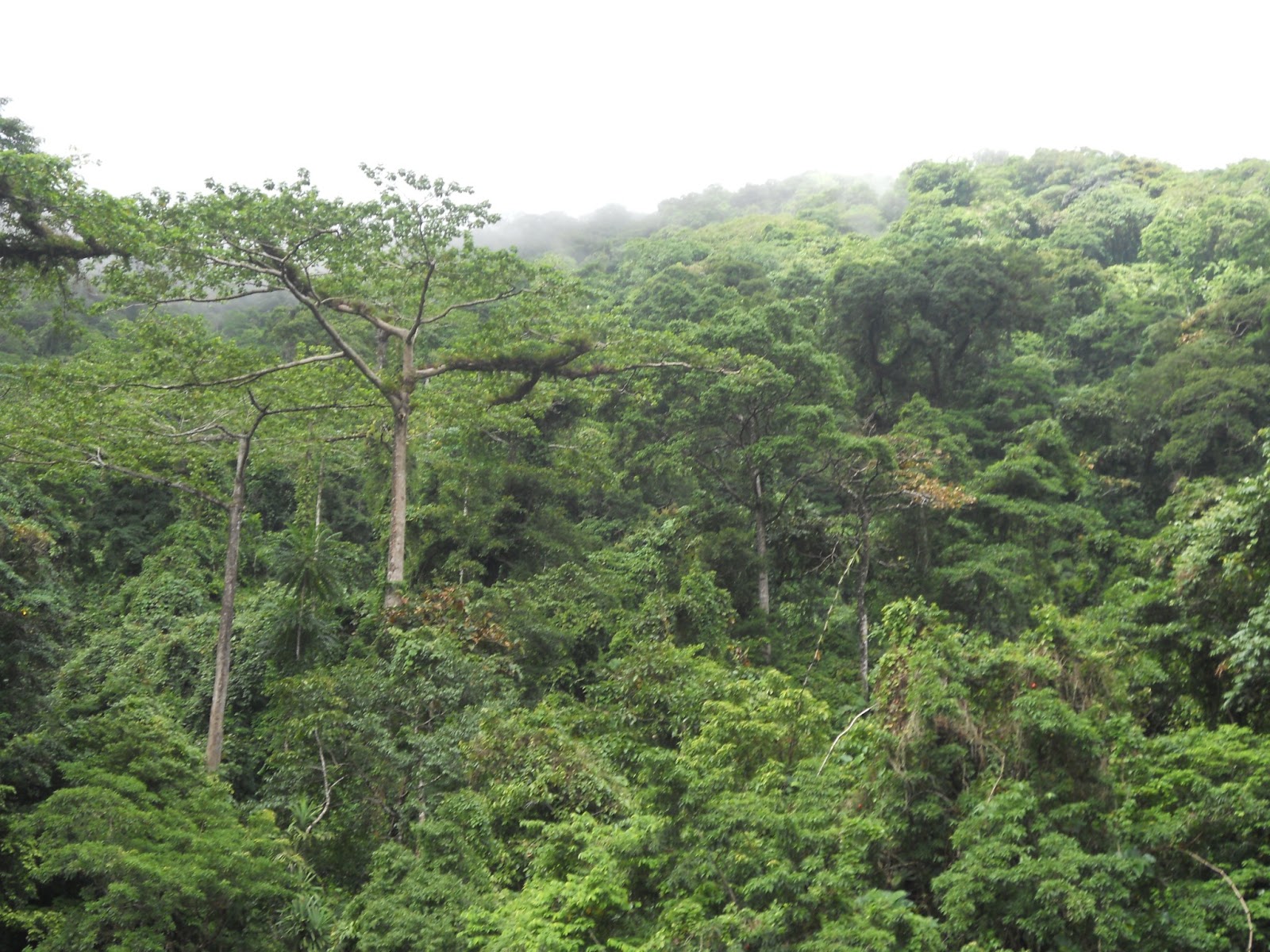 Awesome Bulusan!: Acoustic Ecology: The Sound of the Forest