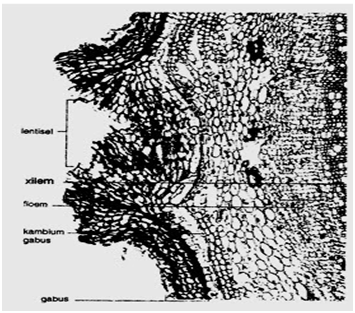 Serly Anjelina: Jaringan pelindung pada tumbuhan
