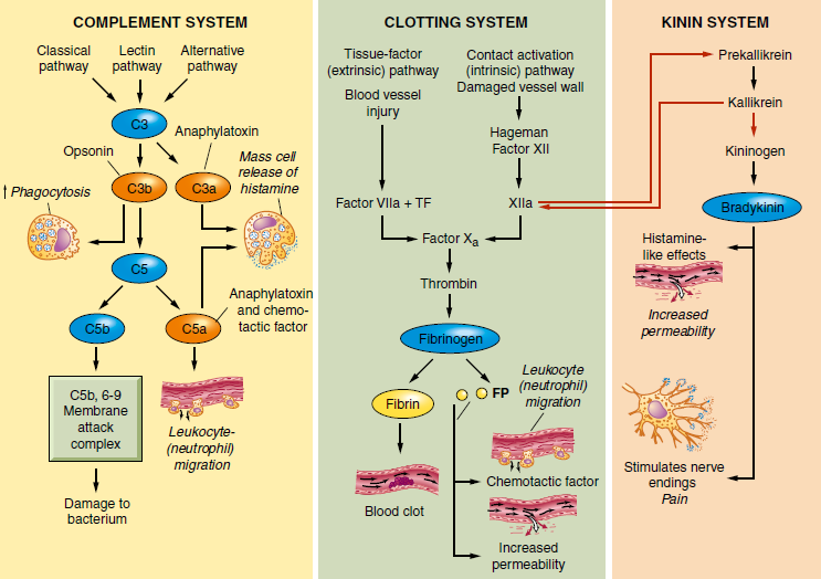 Inflammation | Your Medical Advices