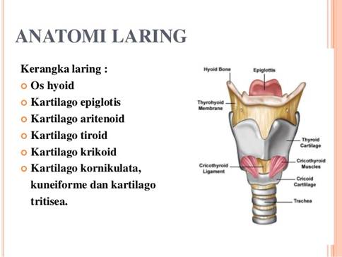Kamar belajar: SISTEM PERNAPASAN DAN ORGAN-ORGAN PERNAPASAN PADA MANUSIA