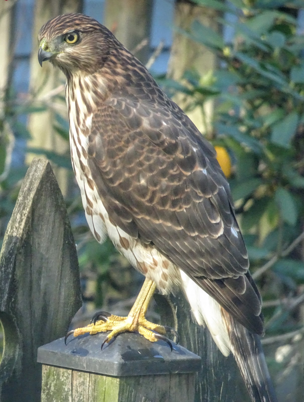 Love, Joy and Peas: Cooper's Hawk for Wild Wednesday