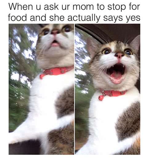 New cat memes compilation 2018