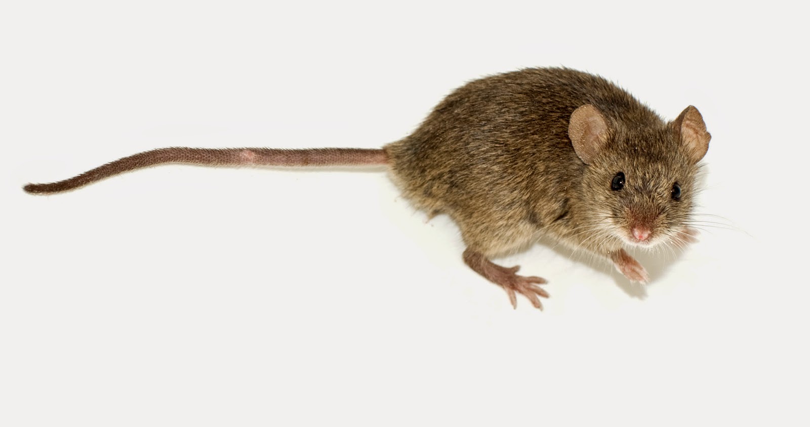 Ratón wallpapers