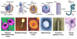 Materi Struktur Dan Bentuk Virus Mapel Biologi kelas 10 SMA/MA - Bospedia