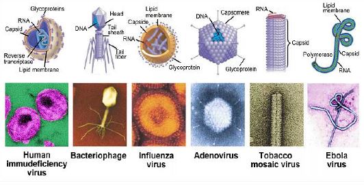 Materi Struktur Dan Bentuk Virus Mapel Biologi kelas 10 SMA/MA - Bospedia