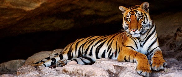 ANIMALE DOMESTICE SI SALBATICE DIN TOATA LUMEA: mai 2015