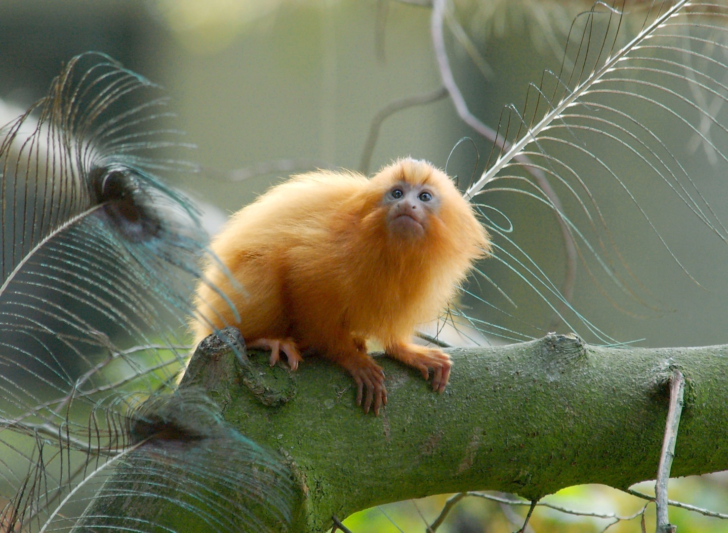 Golden Lion Tamarins