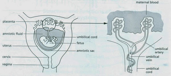 #116 The development of the fetus | Biology Notes for IGCSE 2014 & 2024