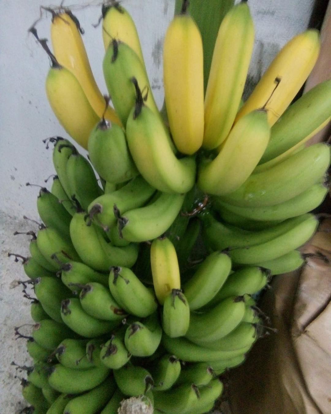 lakatan - philippin news collections