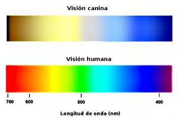 .: Los animales y su visión del color