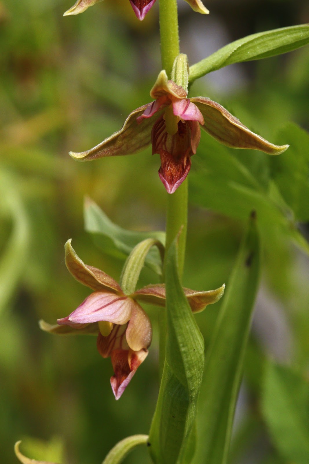 Native Orchids of the Pacific Northwest and the Canadian Rockies: 2018