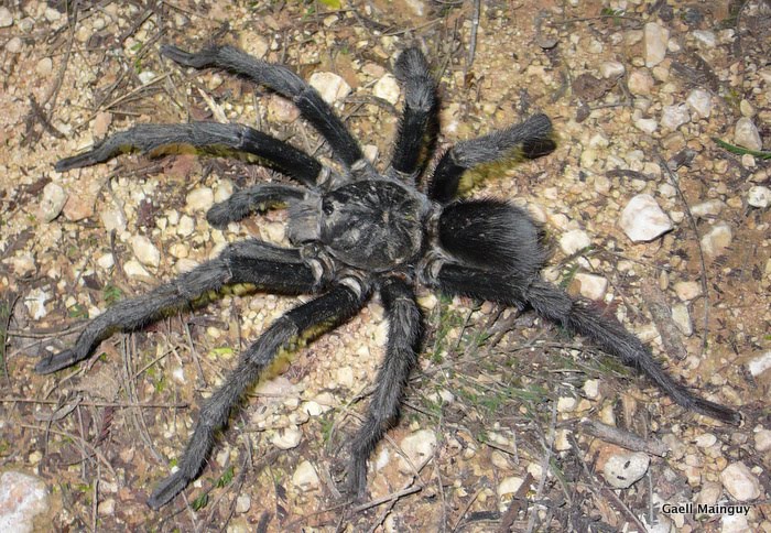 Giant Tarantula spider, Tarantula Pictures, Tarantula Facts ...