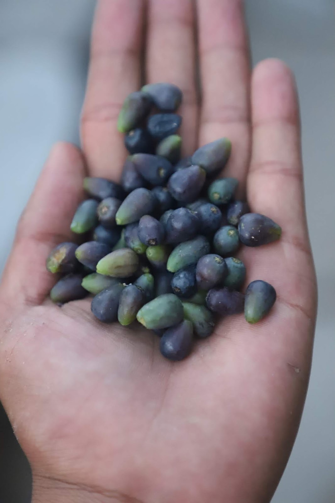 Nepalese wild fruits : Wild fruits of middle mountain and high Himal of ...