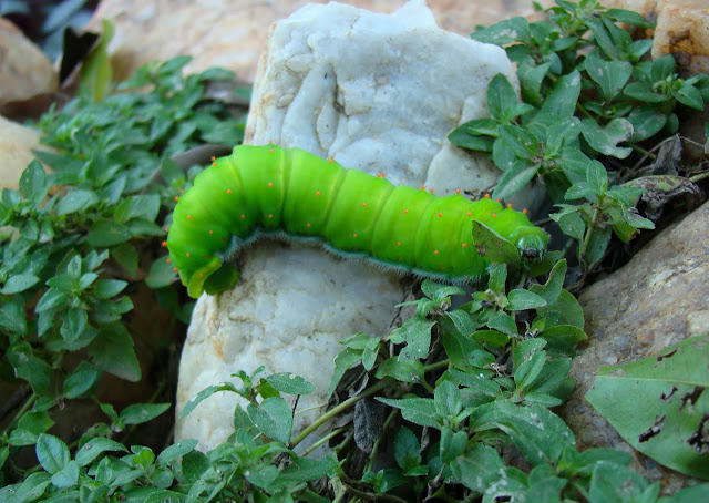 Meu Jardim Tropical: Lagarta Verde Gigante