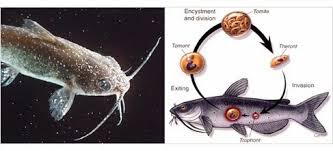 Penyakit Parasitik (Parasites Disease) Pada Ikan - Lalaukan