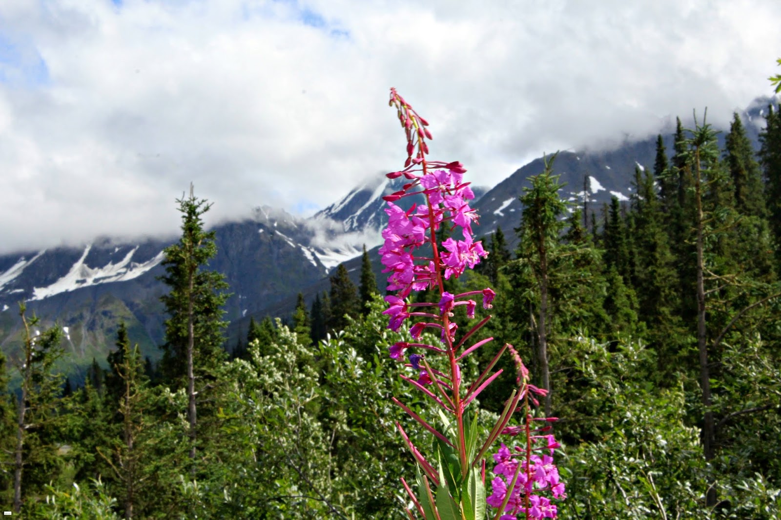 Among the Alaskan Fireweed on Alaska 4-South: A Beautiful Symbol of ...