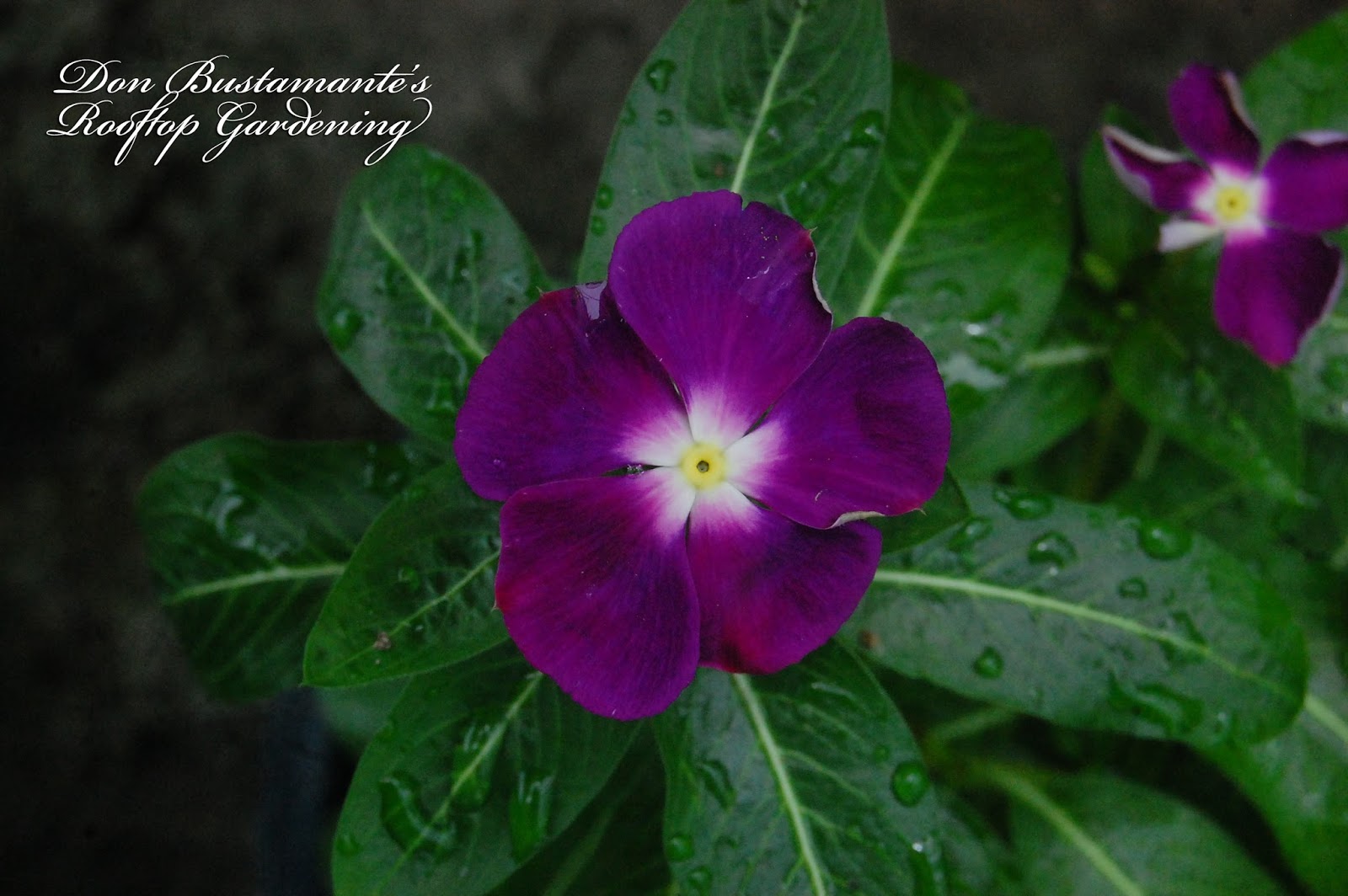 Don Bustamante's Rooftop Garden: Vinca [Violet]