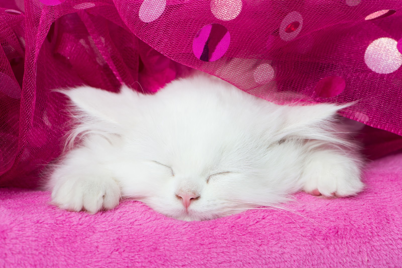 ANIMALS TIME : Persian Cat (Gallery 21)