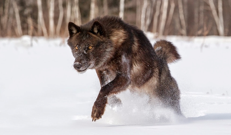 White Wolf : In the Valley of the Wolves : A Movie of the Druid Wolf Pack