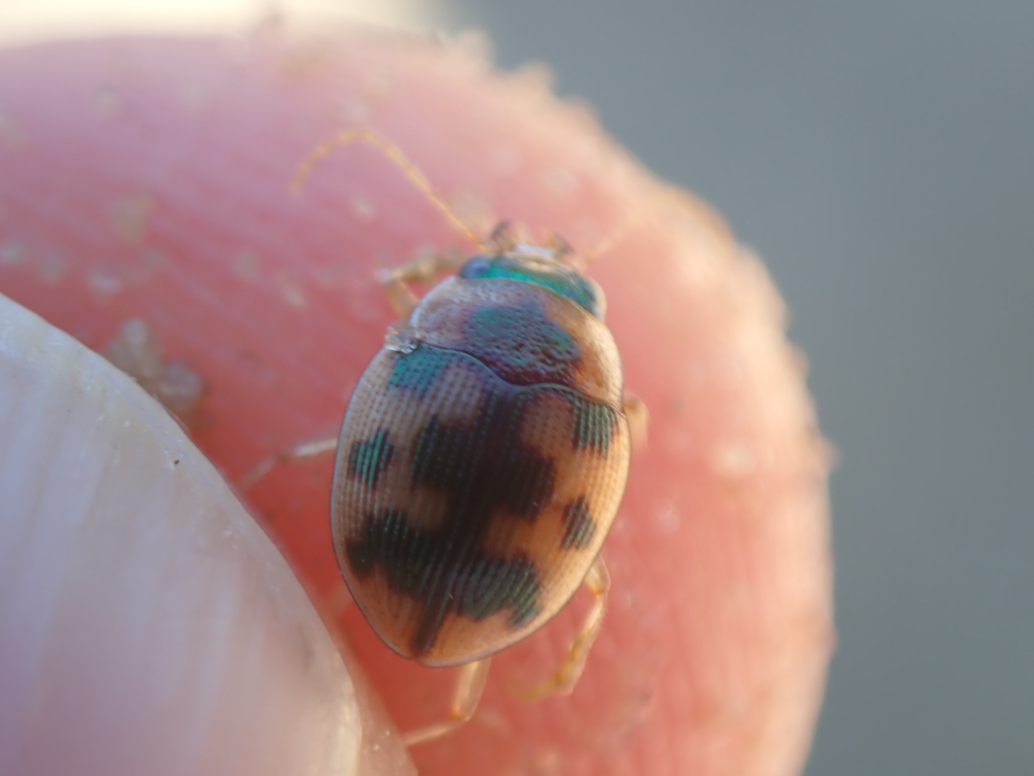 The Fifth Beetle: Push the button