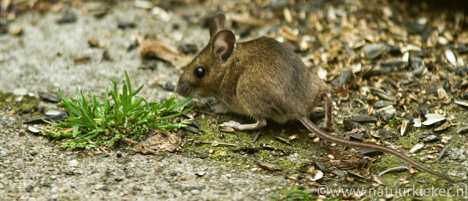 Een bosmuis in de tuin