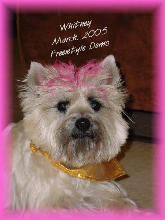 Col. Potter Cairn Rescue Network: Tales Of Training The Tenacious Terrier