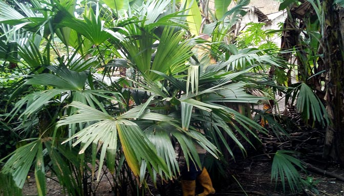 LƯU KHÂM HƯNG (劉欽興): CÂY MỲ TÔM (TOQUILLA PALM TREE)