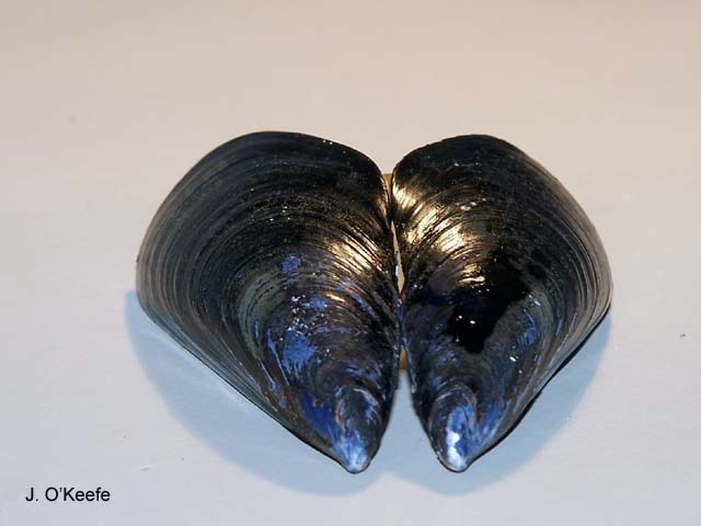 Compañeros de viaje: Mejillón azul (Mytilus edulis)